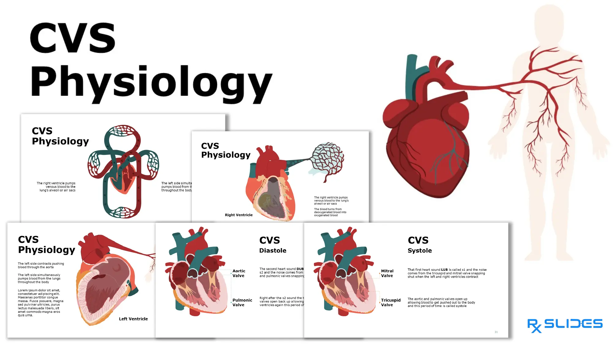 Download Cardiovascular anatomy & physiology PPT Template|RxSlides